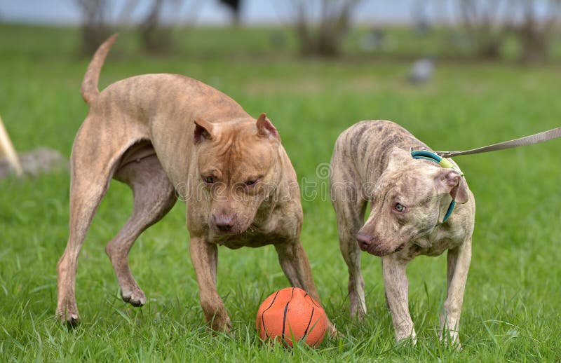 Two American Pit Bull Terrier Playing Stock Image - Image of breed ...