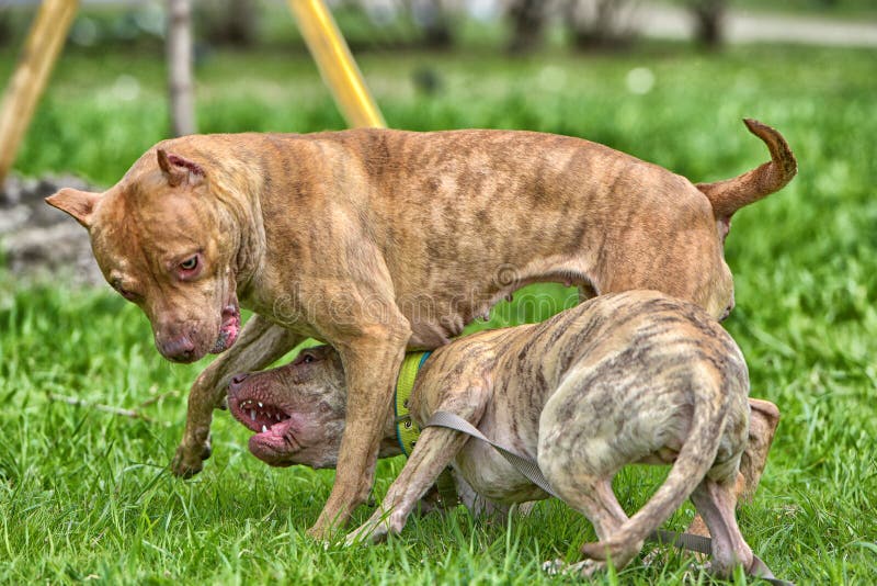 Two American Pit Bull Terrier Playing Stock Image - Image of friendship ...