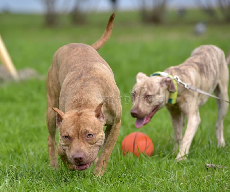 Two American Pit Bull Terrier Playing Stock Image - Image of friend ...