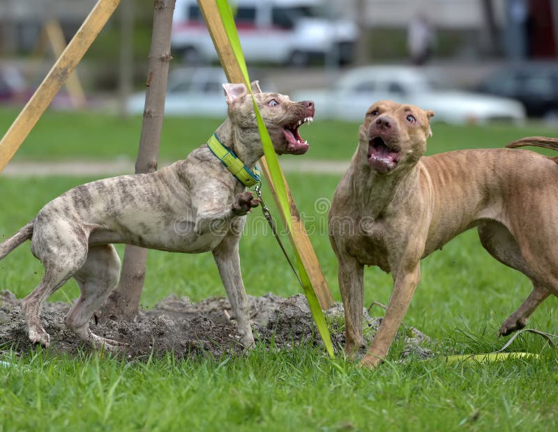 Two American Pit Bull Terrier Playing Stock Image - Image of happy ...