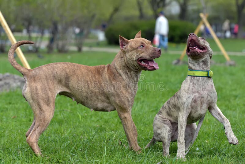 Two American Pit Bull Terrier Playing Stock Photo - Image of outdoors ...