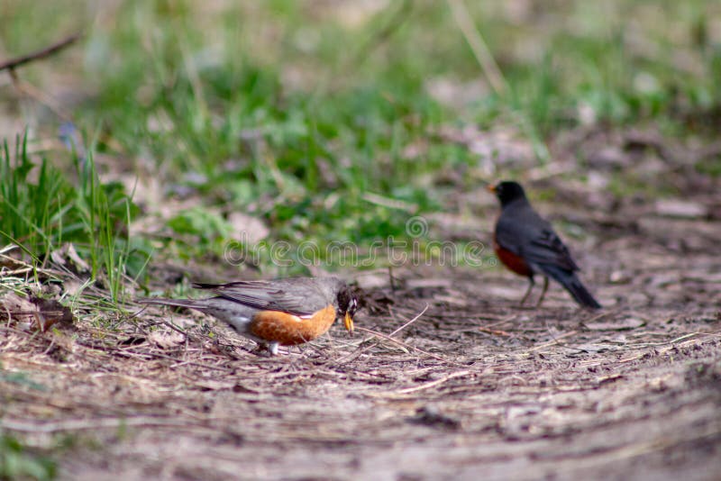 Two American Robins in Field of Wildflowers Stock Photo - Image of ...