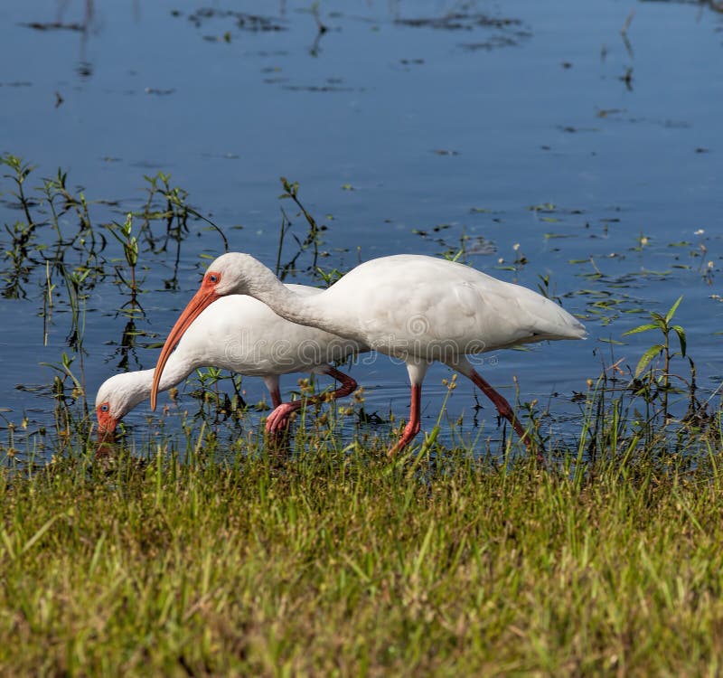 Two American White Ibis stock image. Image of birds, coast - 77972417