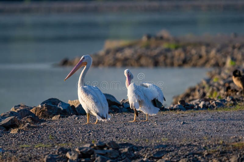Two American White Pelicans on the Shore. Pelecanus Erythrorhynchos ...