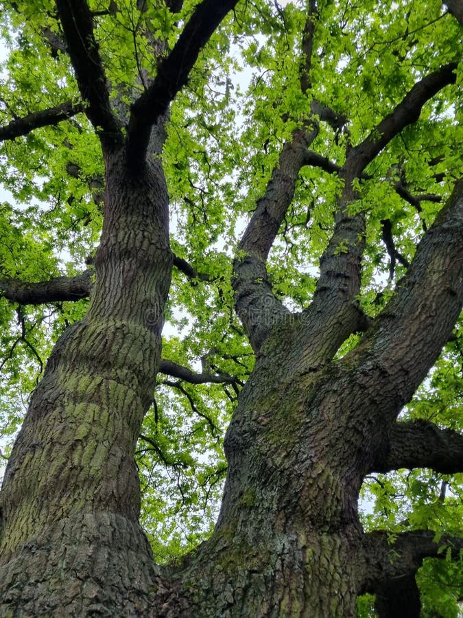 Two Old Trees Looking in To the Sky Stock Image - Image of tree, trunk ...