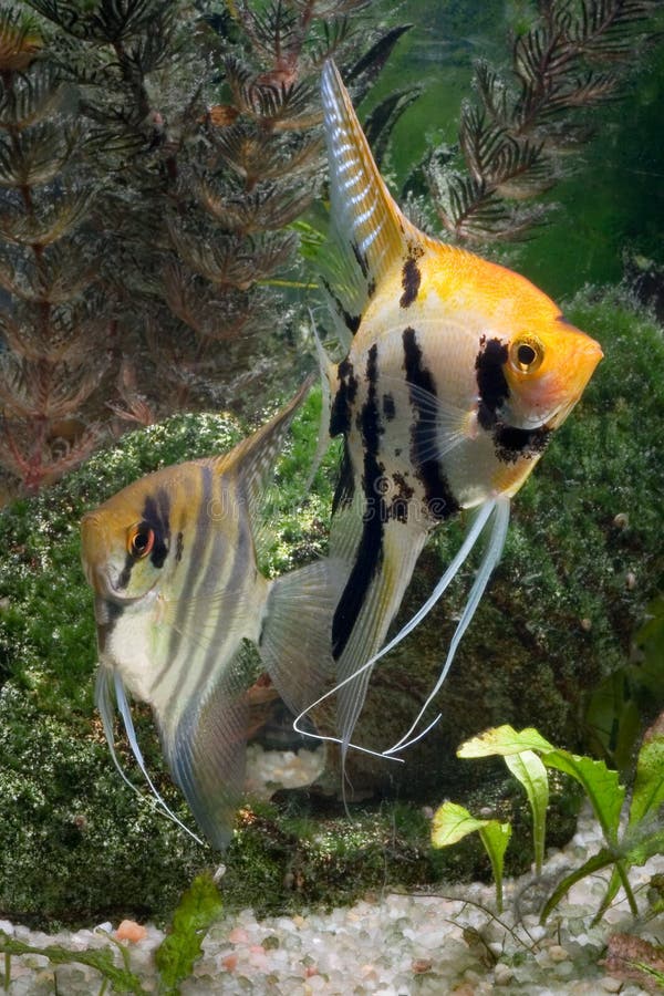 Two Angelfish stock photo. Image of water, fish, angelfish - 6092386