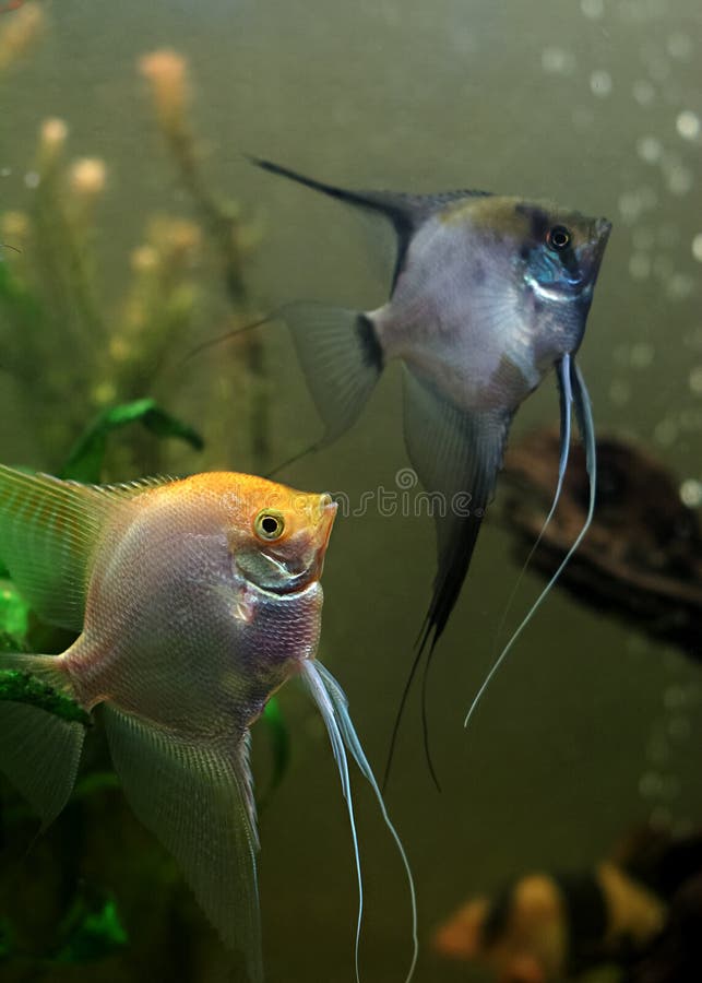 Two angelfish stock image. Image of ocean, garden, gold - 77755179