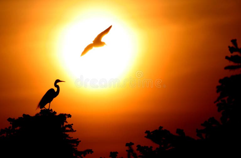 724 Angels Animals Locations Stock Photos - Free & Royalty-Free Stock ...