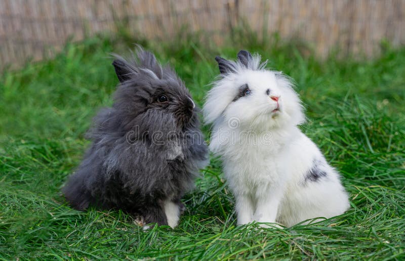 Two of Angora Dwarf Rabbit Minor Medium Size White and Grey Sit on a ...