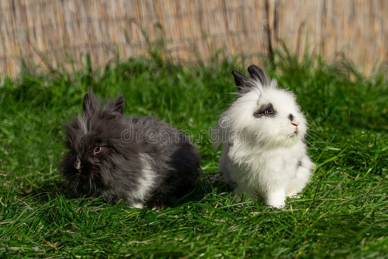 1,099 Angora Rabbit Stock Photos - Free & Royalty-Free Stock Photos ...