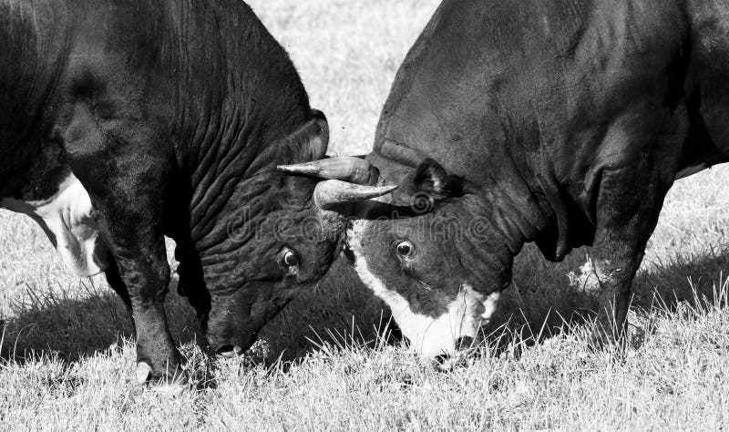 Two Angry Bulls are Fighting Stock Photo - Image of pasture, angry ...