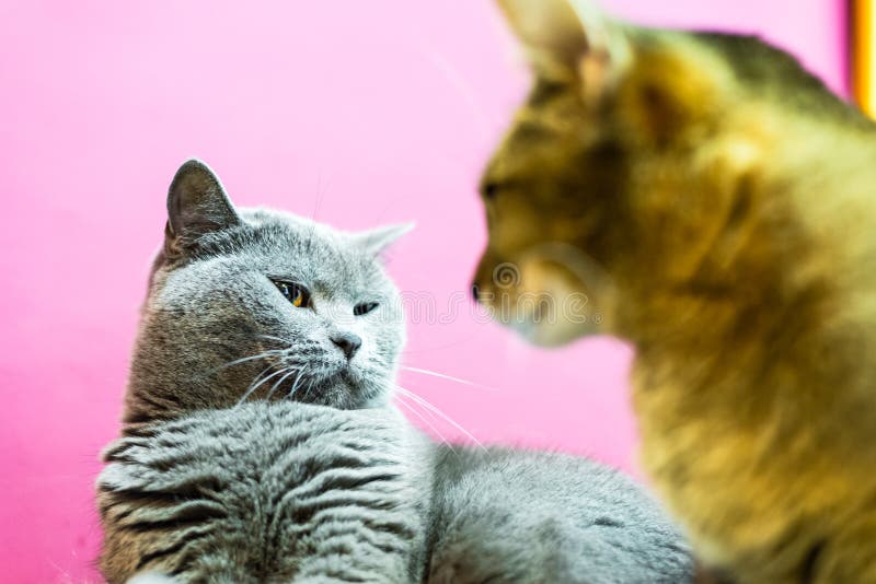 Two angry cats stock image. Image of curiosity, imponieren - 44290279