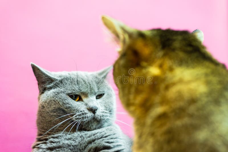 Two angry cats stock photo. Image of housing, animals - 44290534