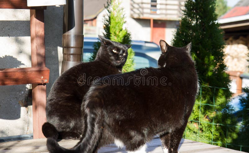 Two angry cats stock image. Image of aggression, animal - 302742655