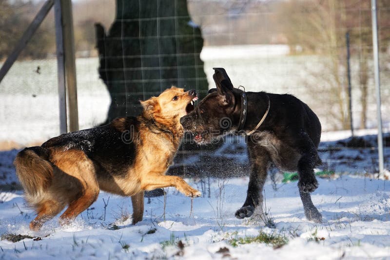 Two Angry Dogs are Playing in the Garden in the Snow Stock Image ...