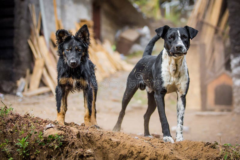 Guard Dogs II stock photo. Image of police, military, dogs - 5601908