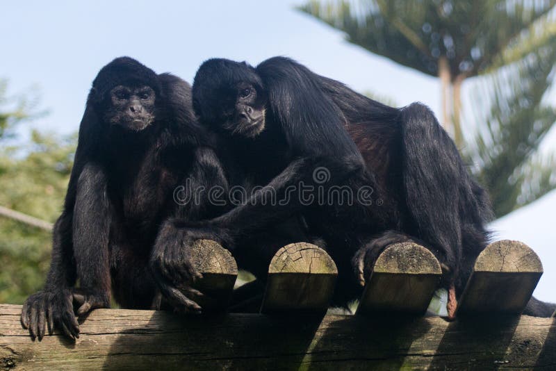 Two Angry Monkeys Side by Side Stock Photo - Image of nature, view ...