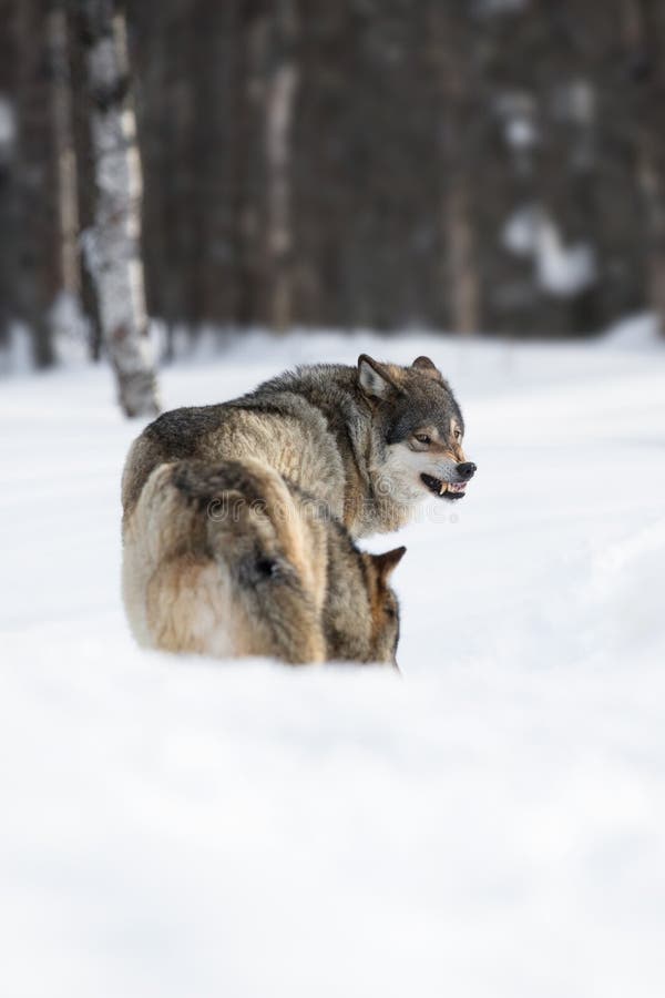 Two Angry Wolves in the Snow Stock Image - Image of animals, respect ...