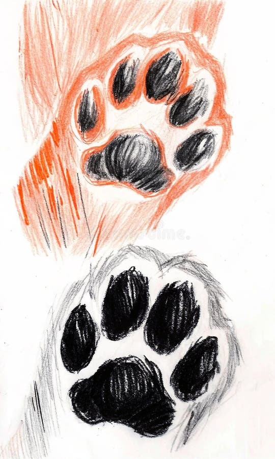 Two Animal Paw Prints Drawn in Charcoal and Colored Pencil Stock ...