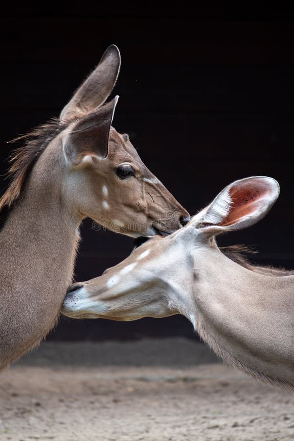 Two animals kissing stock image. Image of horn, deer - 311518291