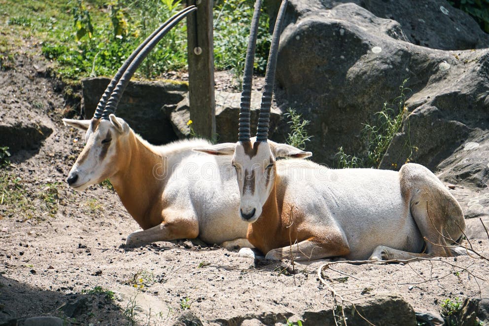 Two Animals Resting on the Ground Stock Photo - Image of animal, large ...
