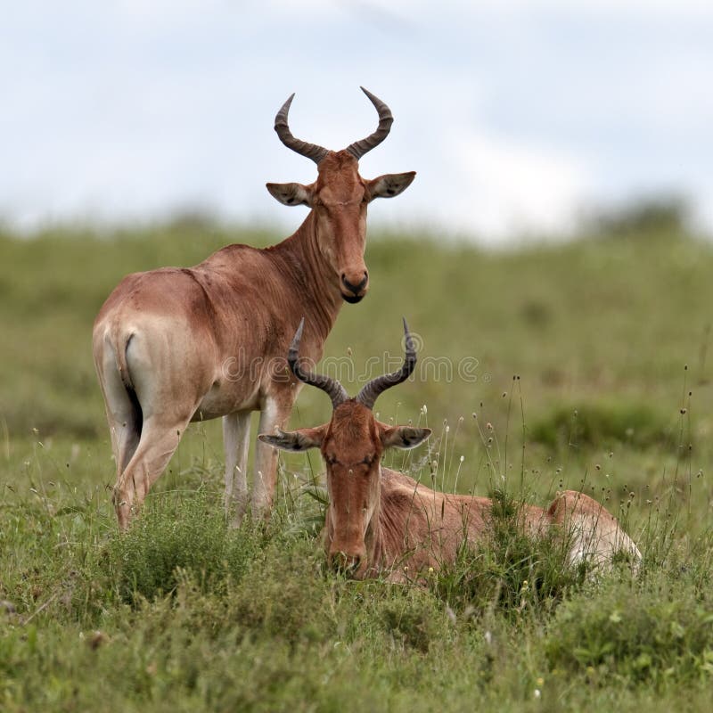 Two anitopes kongoni stock photo. Image of alcelaphus - 14690024