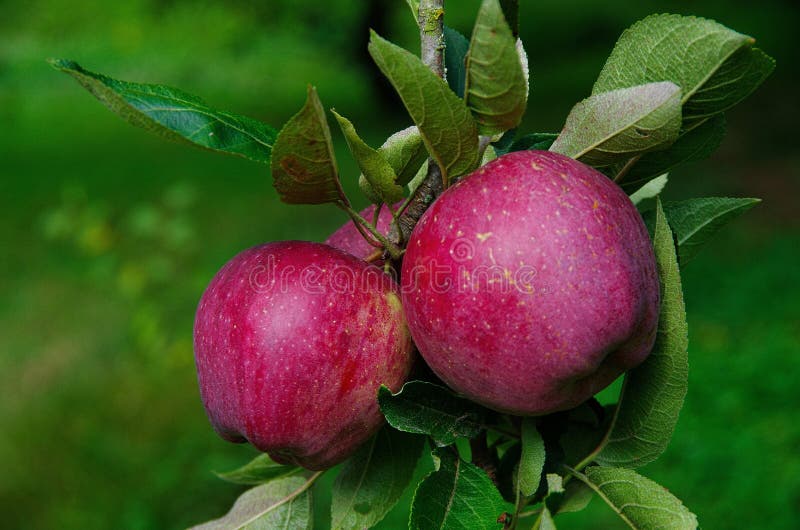 Annurca Apples stock image. Image of delicious, autumn - 119499849