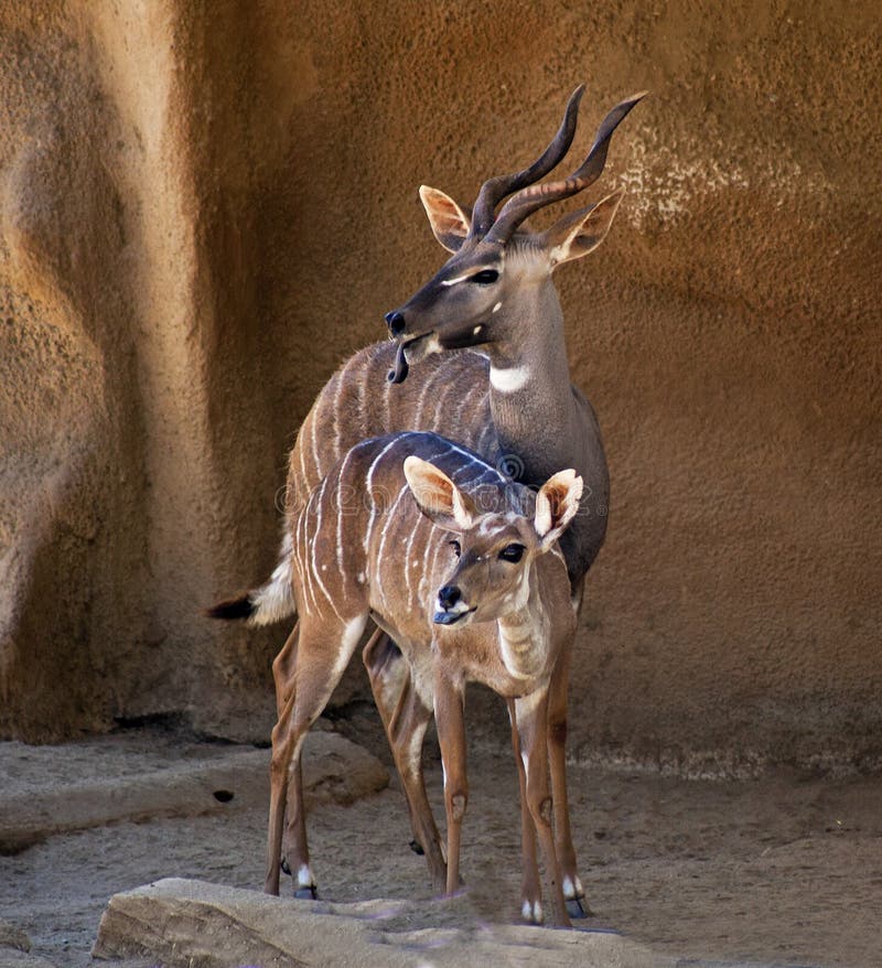 Two Antelopes Sticking Out Tongues Stock Image - Image of light, bush ...