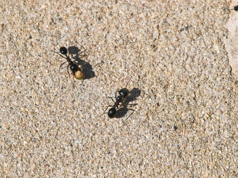 Shadow of Ants in the Wall Very Beautiful. Stock Image - Image of wall ...