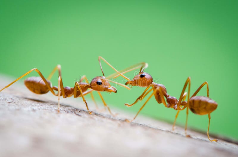 Ants stock image. Image of nature, group, concept, care - 23994701