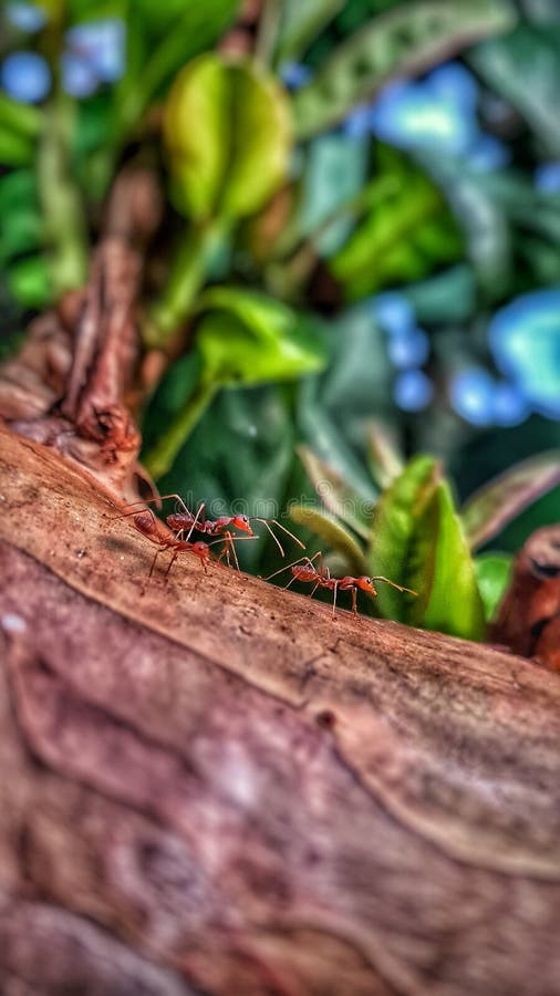 Two ants comunicating stock image. Image of jungle, flower - 261828585