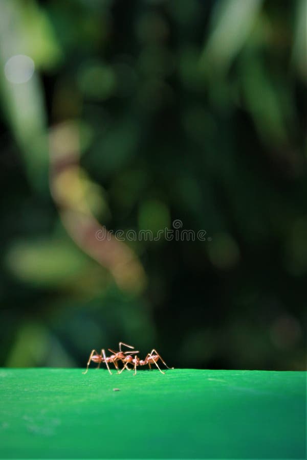 Two_Ants_Conversation stock image. Image of animal, insect - 160468057
