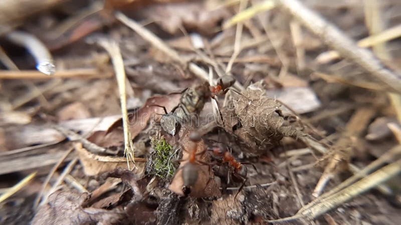 Two Ants Dragging the Corpse of a Wasp. Stock Video - Video of hunt ...