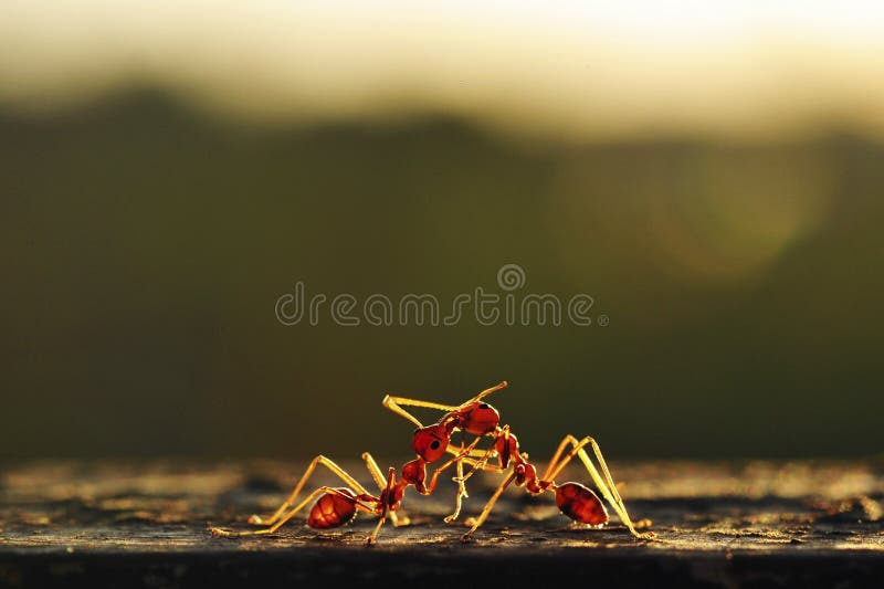 Two ants fighting stock image. Image of walking, fighting - 89554723