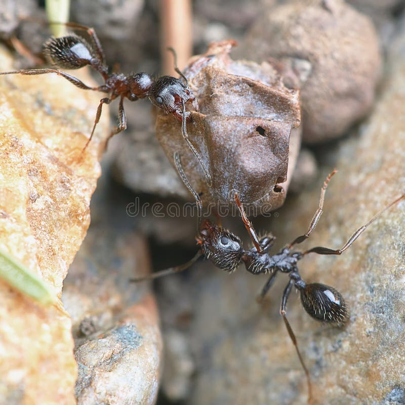 Two Ants Outside in the Garden Stock Photo - Image of close, arthropods ...