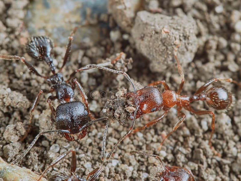 Two ants stock photo. Image of environment, small, closeup - 97809950