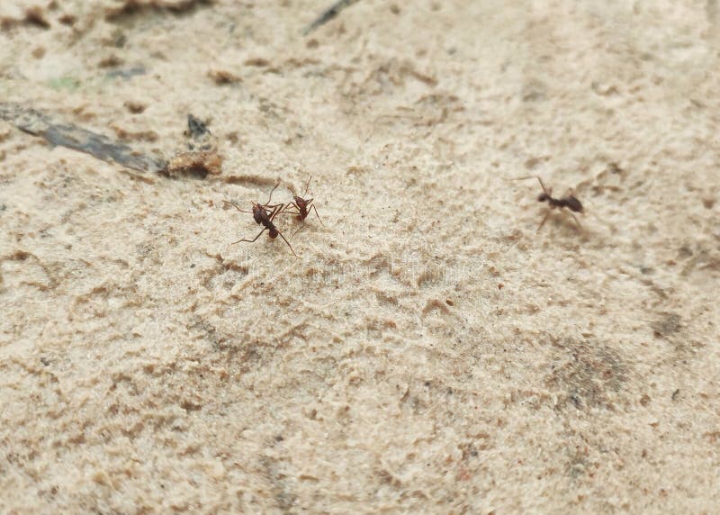 Two Ants Screaming at Each Other, in an Area of Sand Stock Image ...
