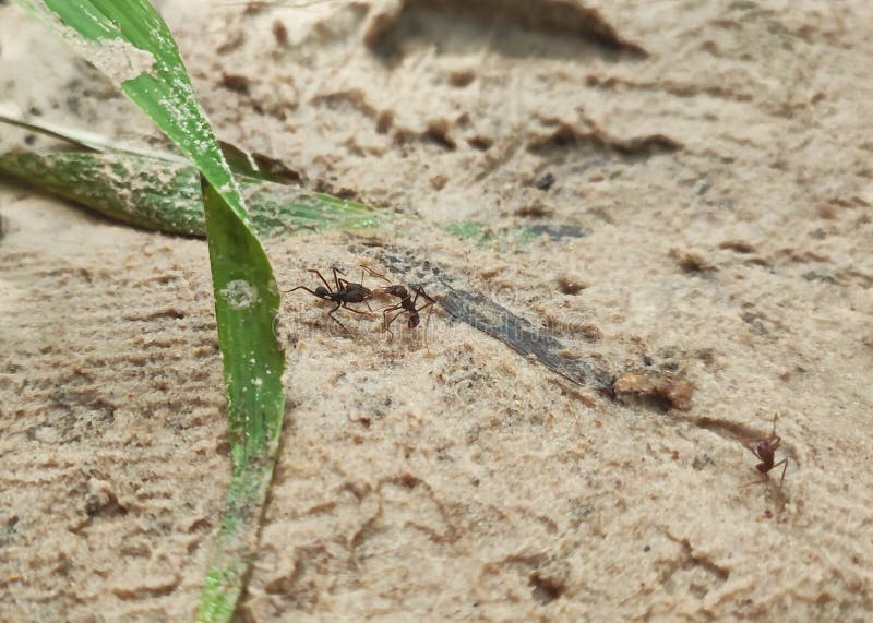 Two Ants Screaming at Each Other, in an Area of Sand Stock Photo ...