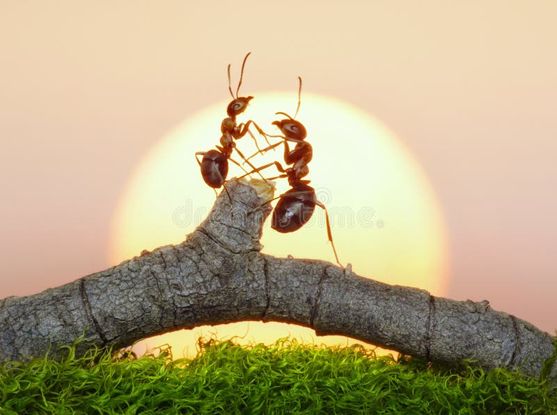 19,945 Ants Photos - Free & Royalty-Free Stock Photos from Dreamstime