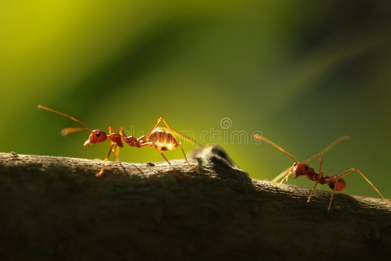 Two ants stock photo. Image of tiny, follow, macro, brunch - 66635992