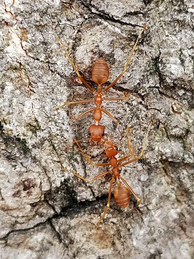 Two Ants on Top of a Tree Bark Stock Photo - Image of ants, tree: 271651362