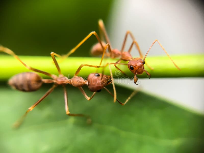 Two Ants Walking on a Branch Stock Image - Image of crawl, carpenter ...