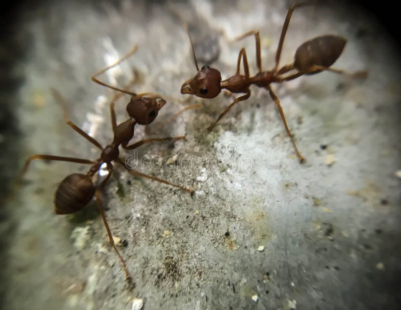 Two ants walking on ground stock photo. Image of crawly - 262832110