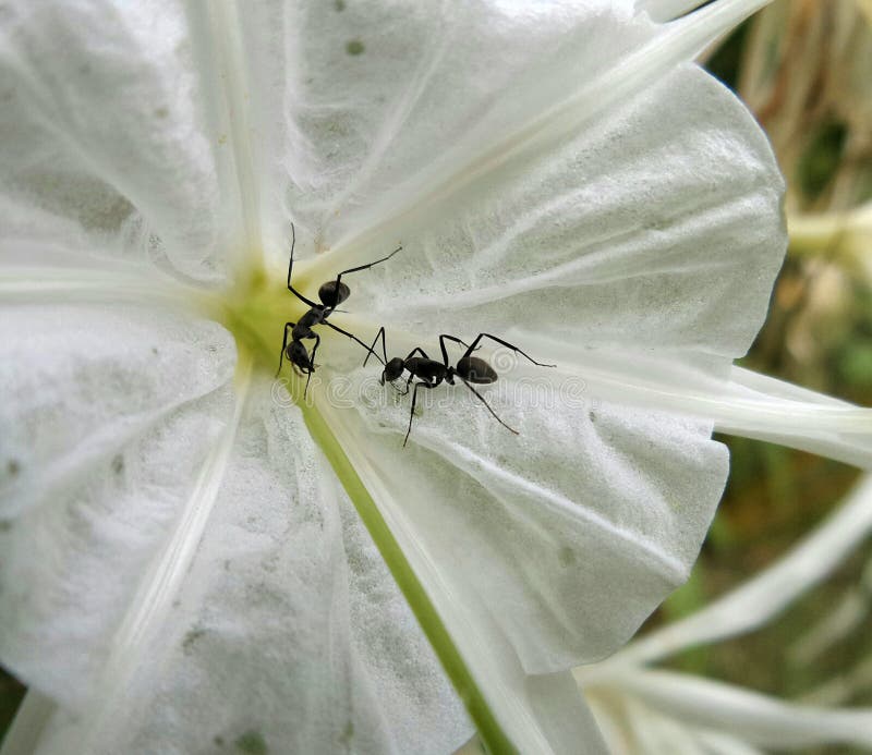 Two Ants Walking on White Flower Petal Stock Photo - Image of white ...