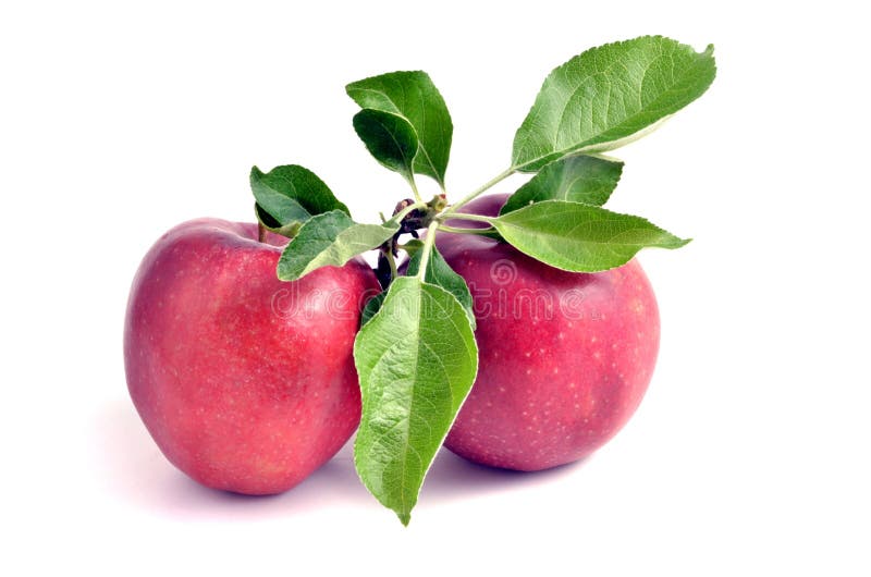Apple stock photo. Image of fruit, healthy, delicious - 6255546
