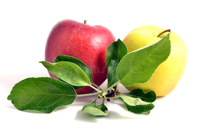 Apple stock photo. Image of fruit, healthy, delicious - 6255546