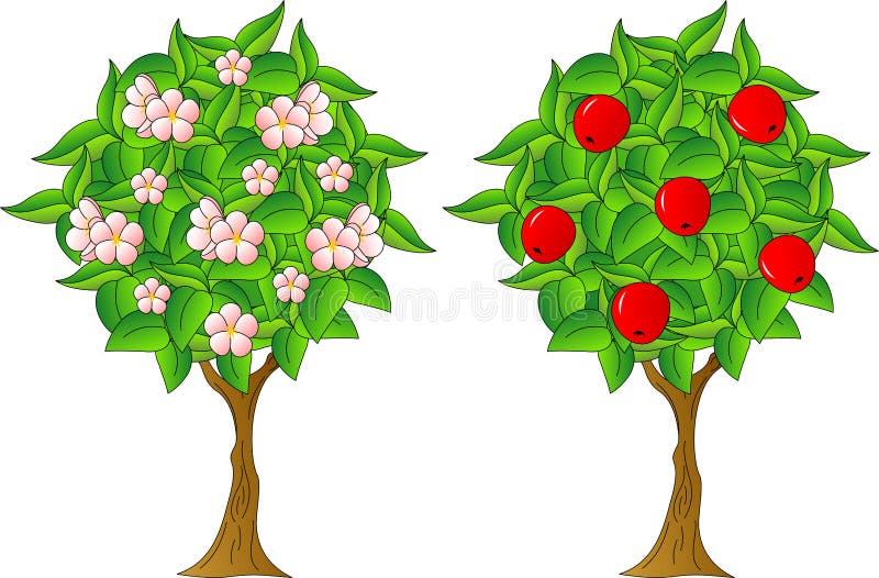 Two Apple Trees, One Flowering, the Other with Ripe Apples Stock Vector ...