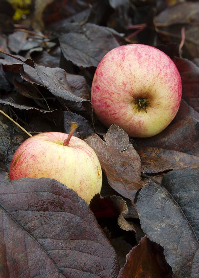 Two apples. stock image. Image of fruit, leaf, orchard - 12279213
