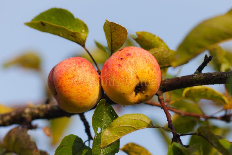 Two apples stock image. Image of season, tree, plant - 21737307
