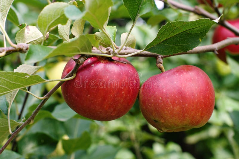 Apple Rot and Other Fruit Rot Fungi. Spoiled Orchard Apple Fruit ...